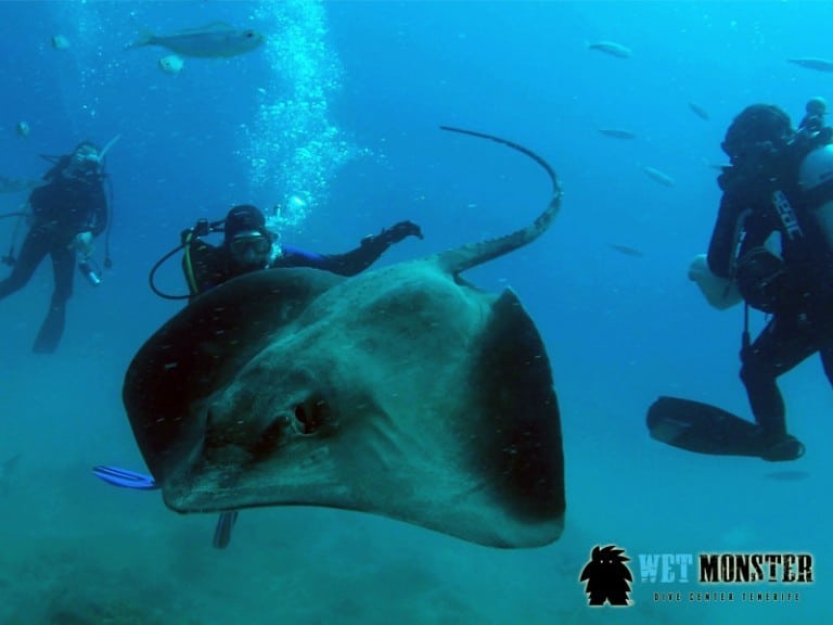 WET MONSTER - DIVE CENTER TENERIFE