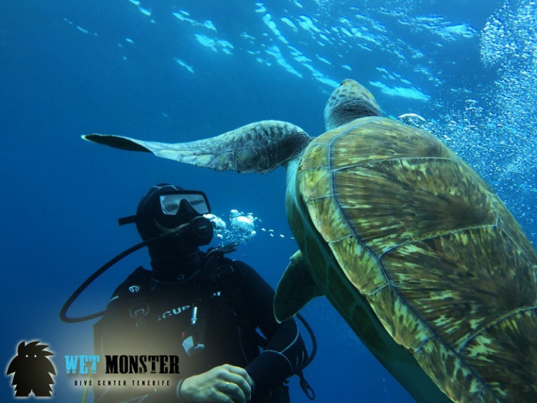WET MONSTER - DIVE CENTER TENERIFE